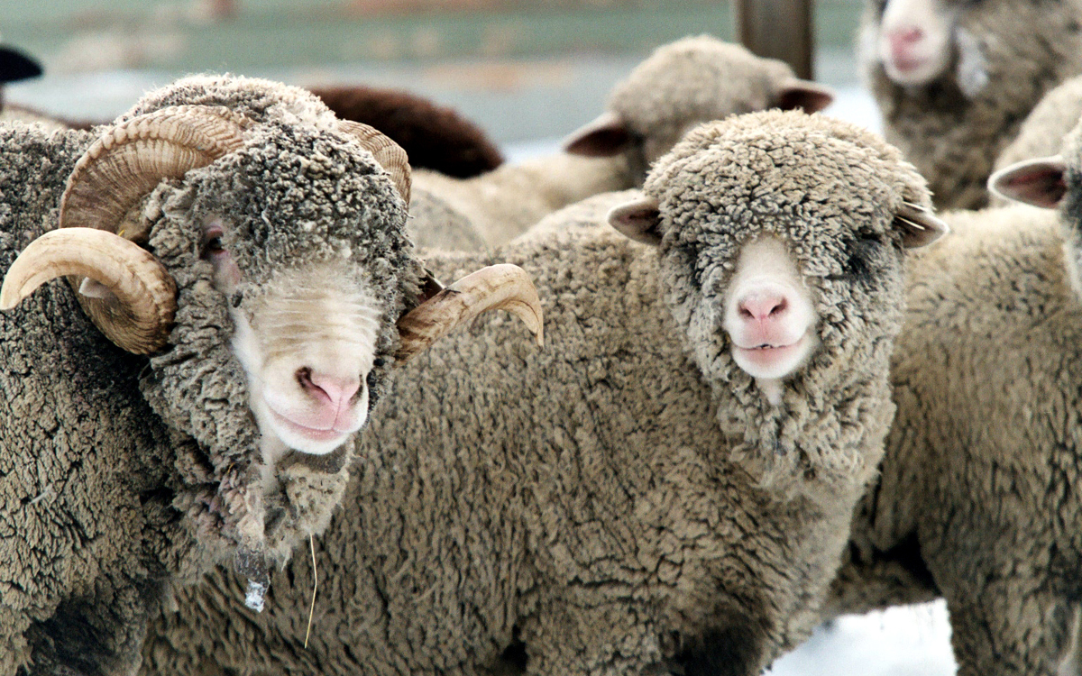 What the well-dressed urban sheep is tweeting – Kate Shrewsday