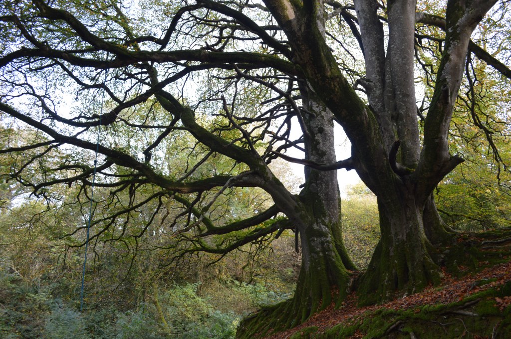 The Faerie Tree – Kate Shrewsday